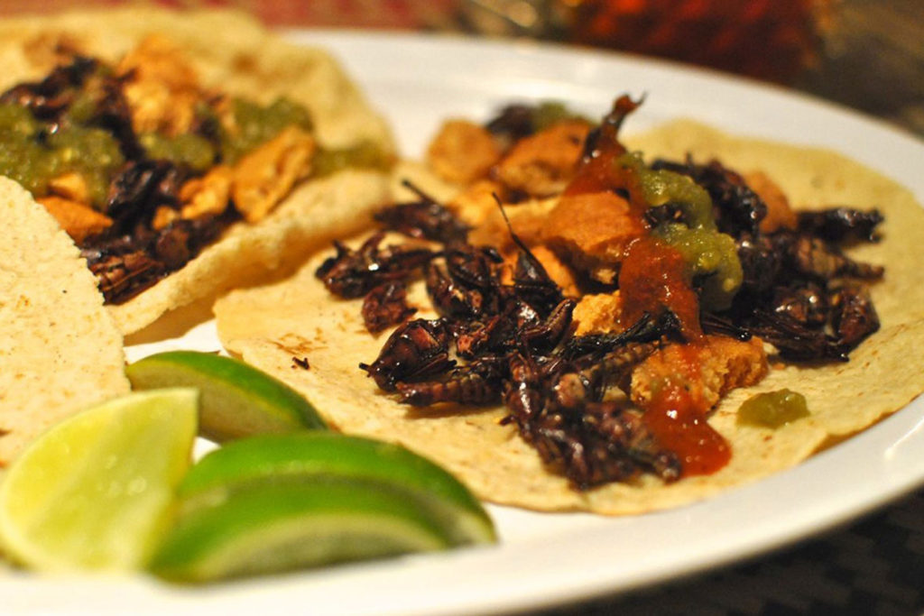 Las chicatanas: Un manjar de la gastronomía mexicana. - Cantina Salón ...